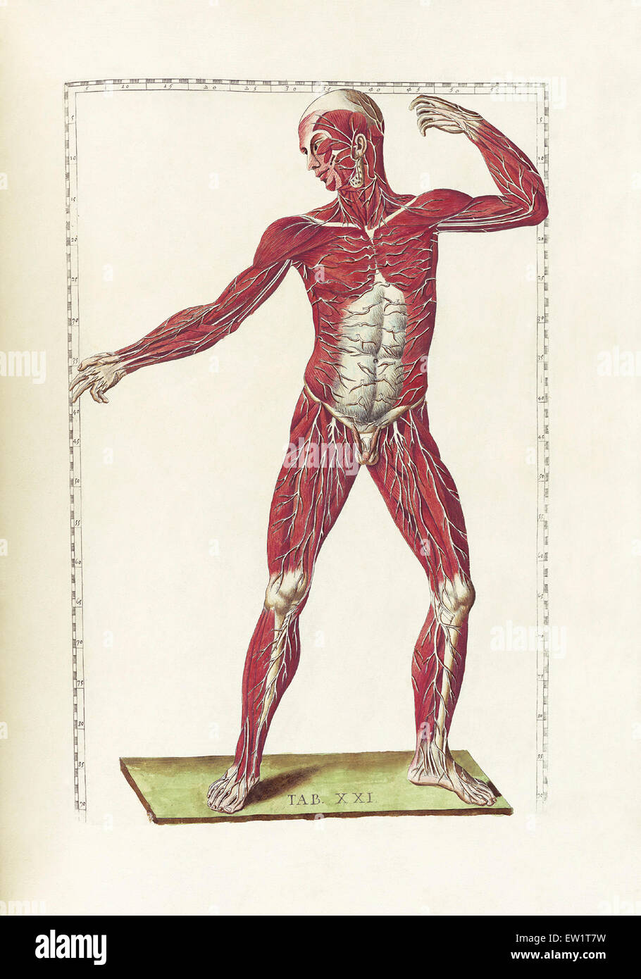 Muscles pectoraux anatomie Banque de photographies et d’images à haute ...