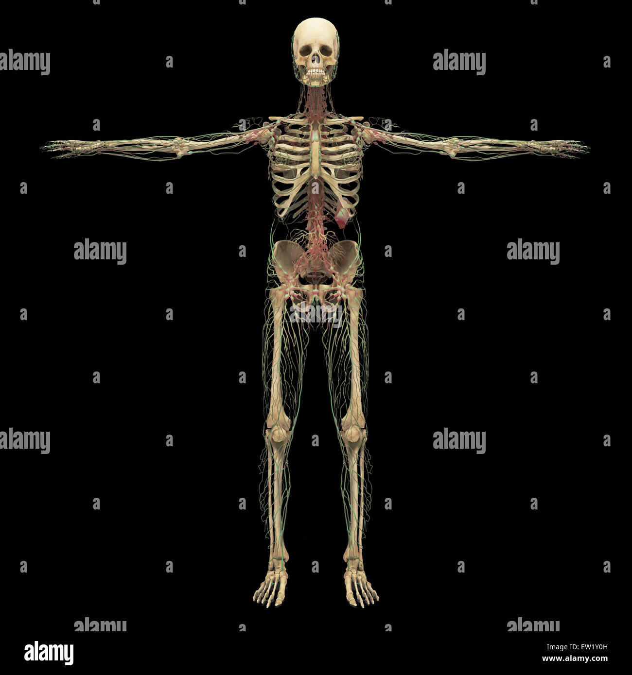 Biologie du squelette humain Banque de photographies et d’images à ...