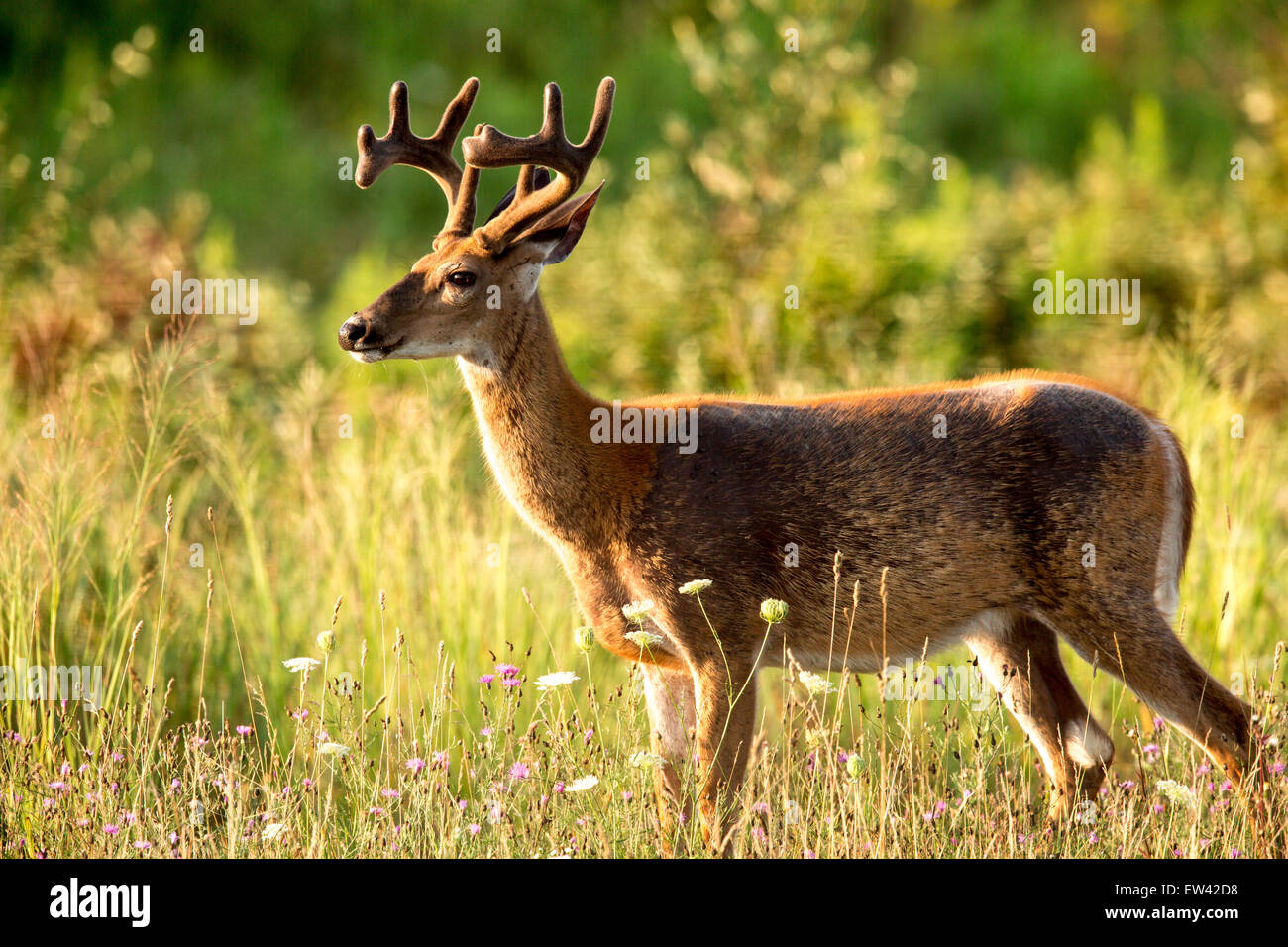 En velours de cerf mâle au coucher du soleil, debout dans les fleurs ...