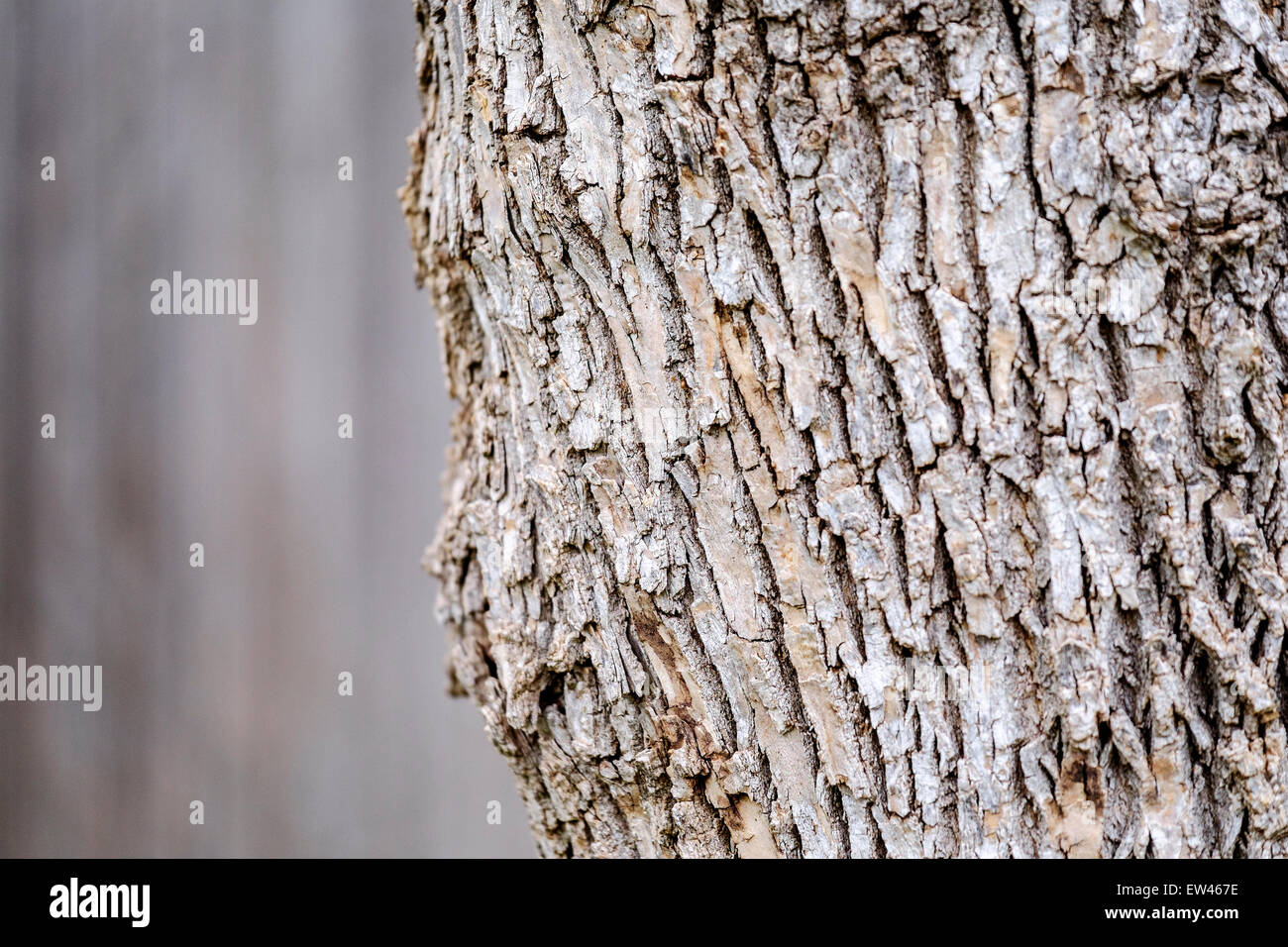 L'écorce d'un arbre frêne commun, Fraxinus excelsior, cultivés en ...