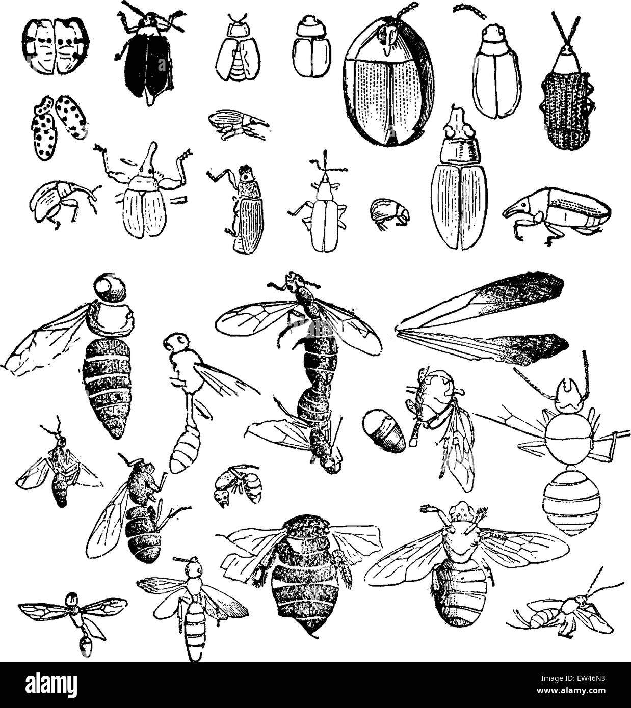 Les insectes de l'époque du Miocène trouvés dans un statevintage ...