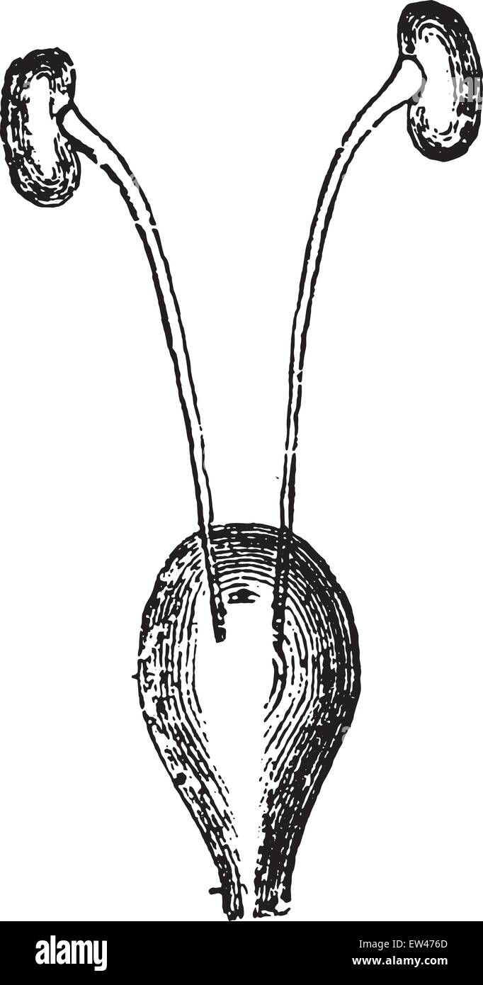 Anatomie de la vessie et des reins Banque d'images vectorielles - Alamy