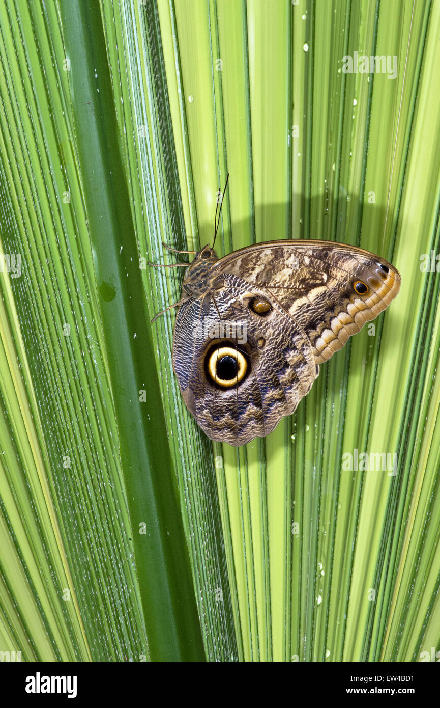 Morpho butterfly Banque de photographies et d’images à haute résolution ...