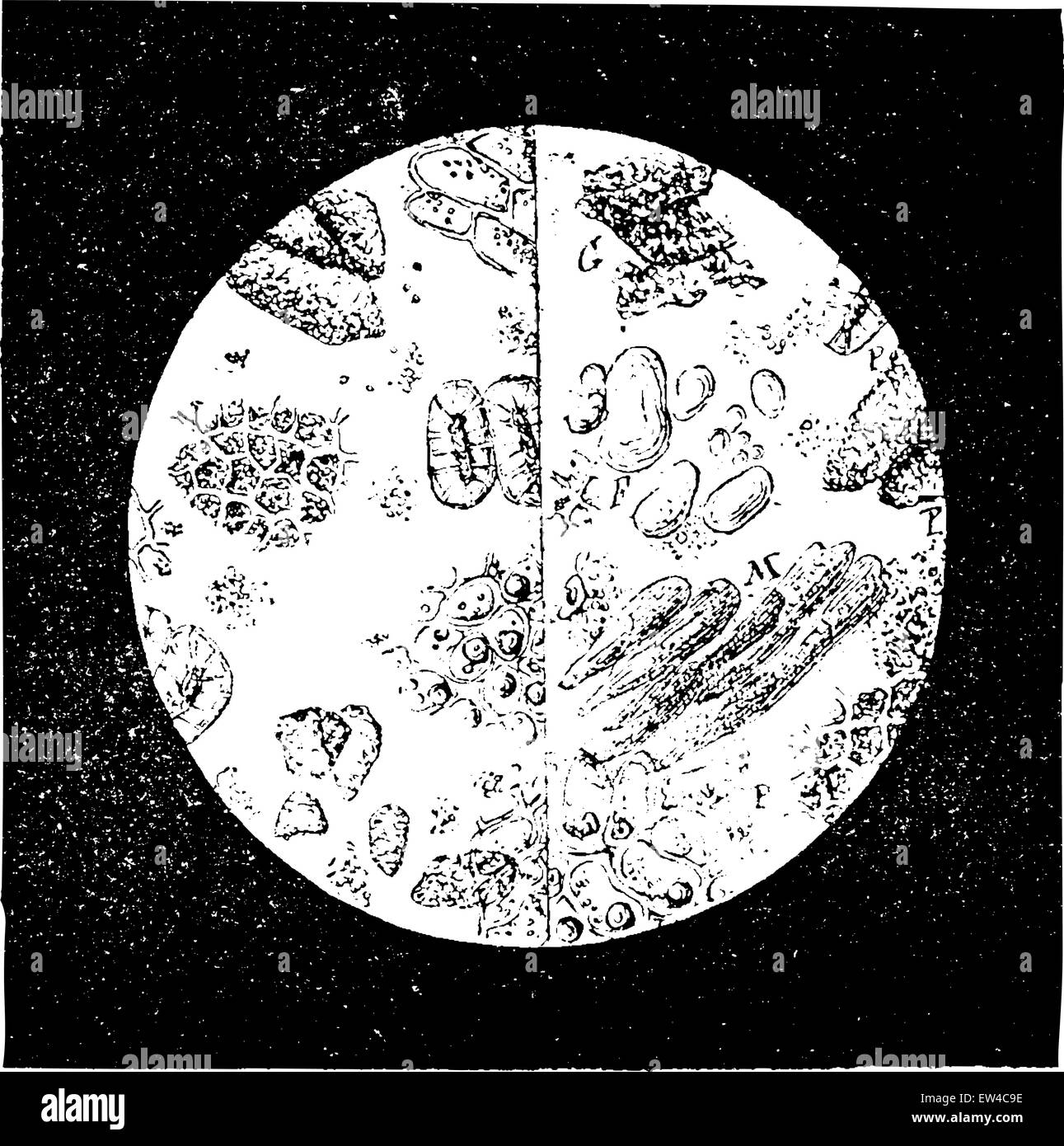 Pepper vu sous le microscope, vintage engraved illustration ...