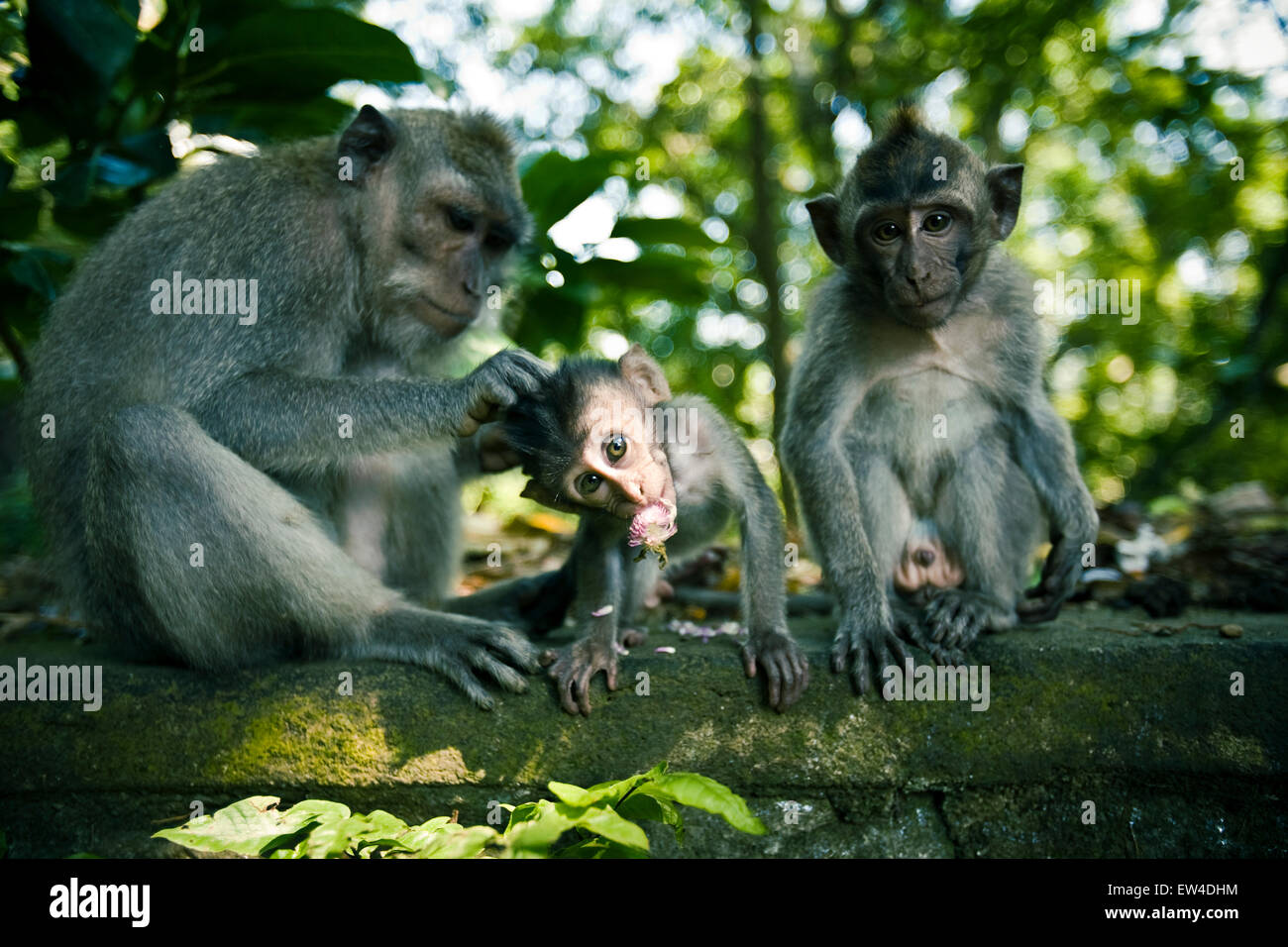Singes assis Banque de photographies et d’images à haute résolution - Alamy