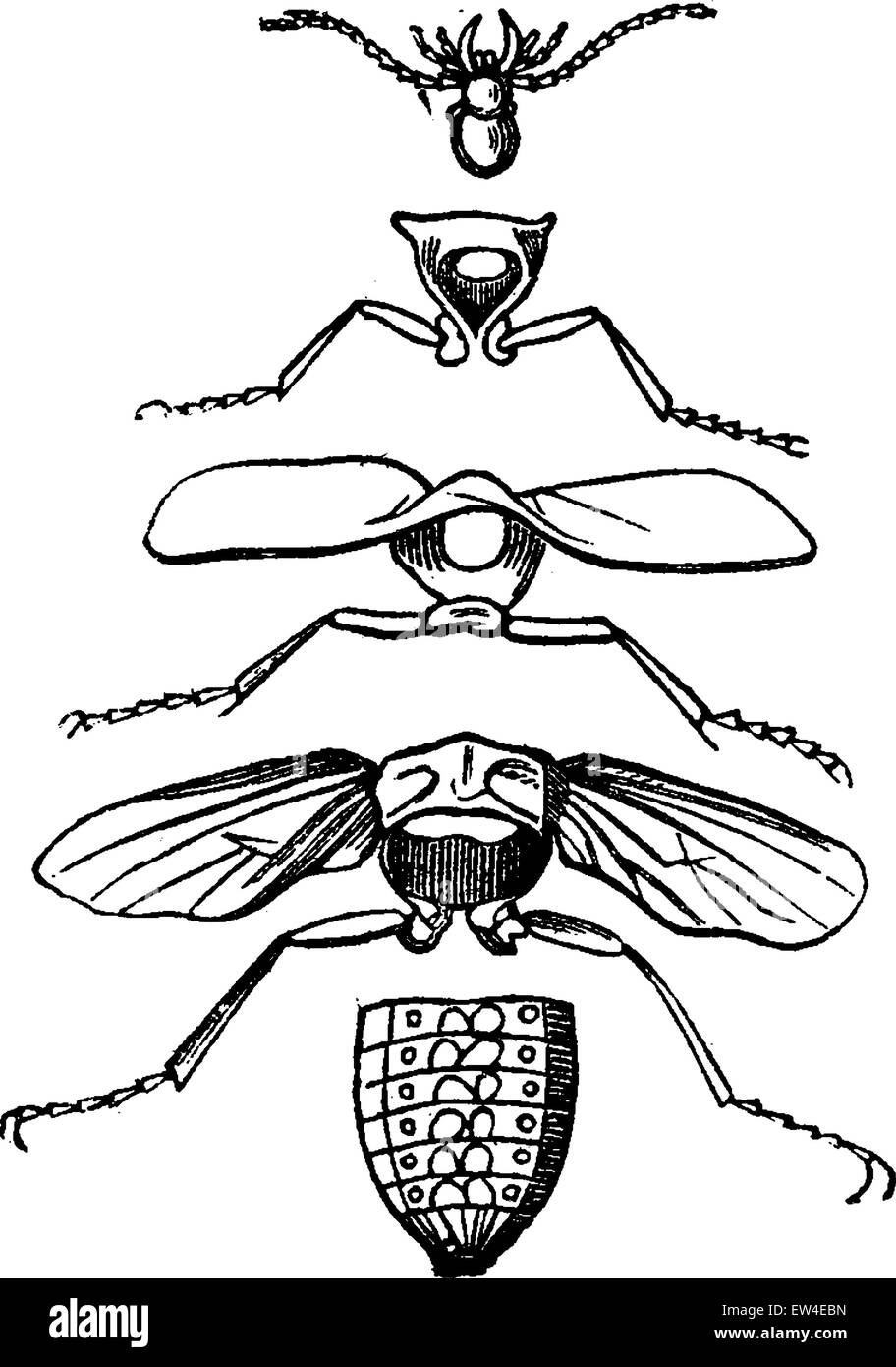 Parties du corps d'un insecte, vintage engraved illustration. La vie ...