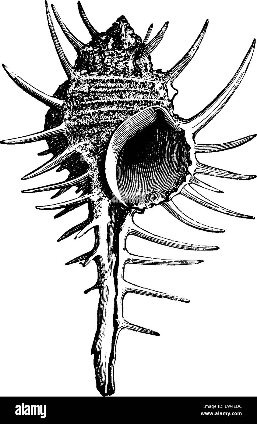 Murex shell Banque d'images vectorielles - Alamy