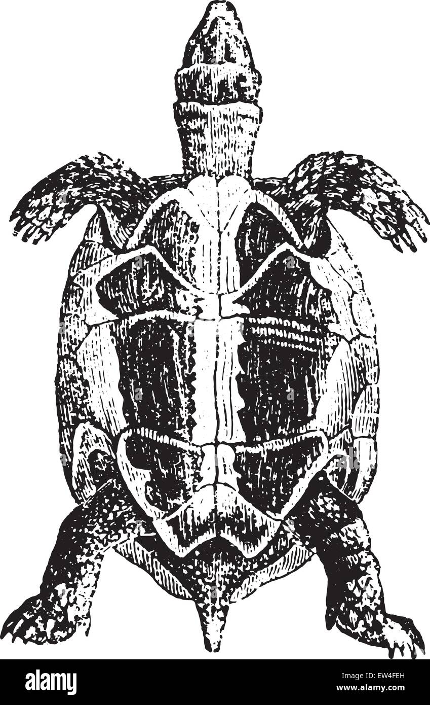 Testudo tortue grecque Banque d'images vectorielles - Alamy