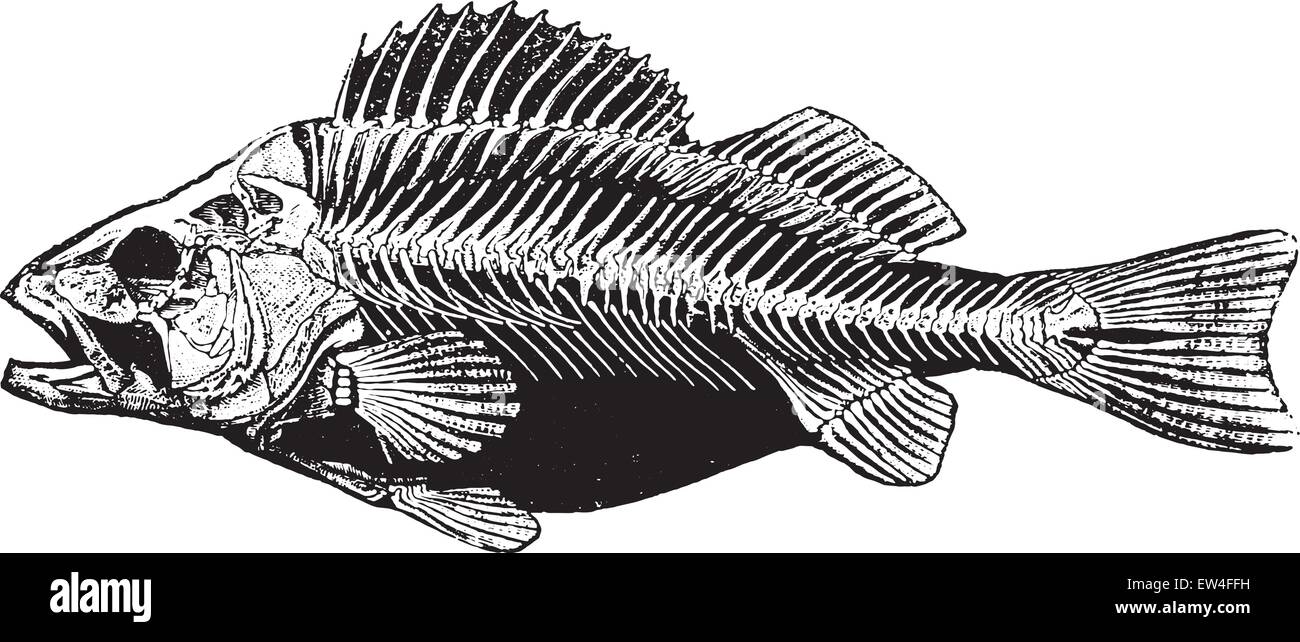 Anatomie des poissons Banque d'images vectorielles - Alamy