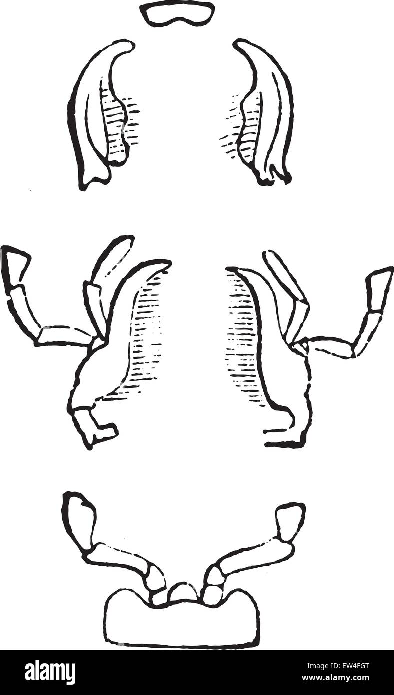 Estructura de los dientes de los animales Banque de photographies et d ...