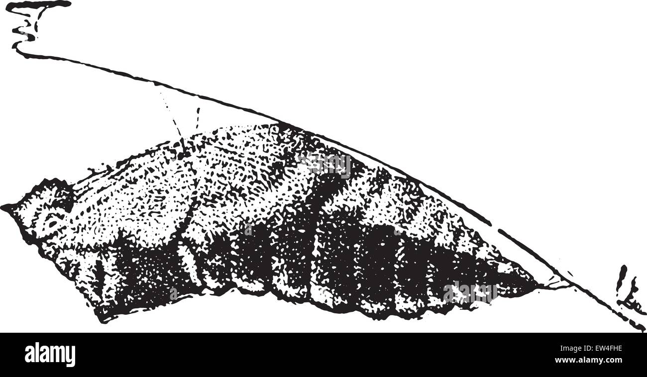 Chrysalide dessin Banque d'images vectorielles - Alamy