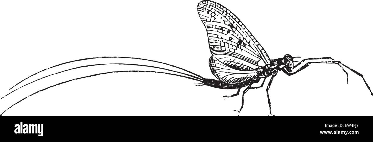 Ephemere insecte dessin Banque de photographies et d’images à haute ...