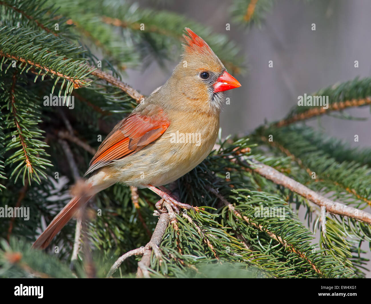 Le Cardinal rouge femelle en Sapin Photo Stock - Alamy