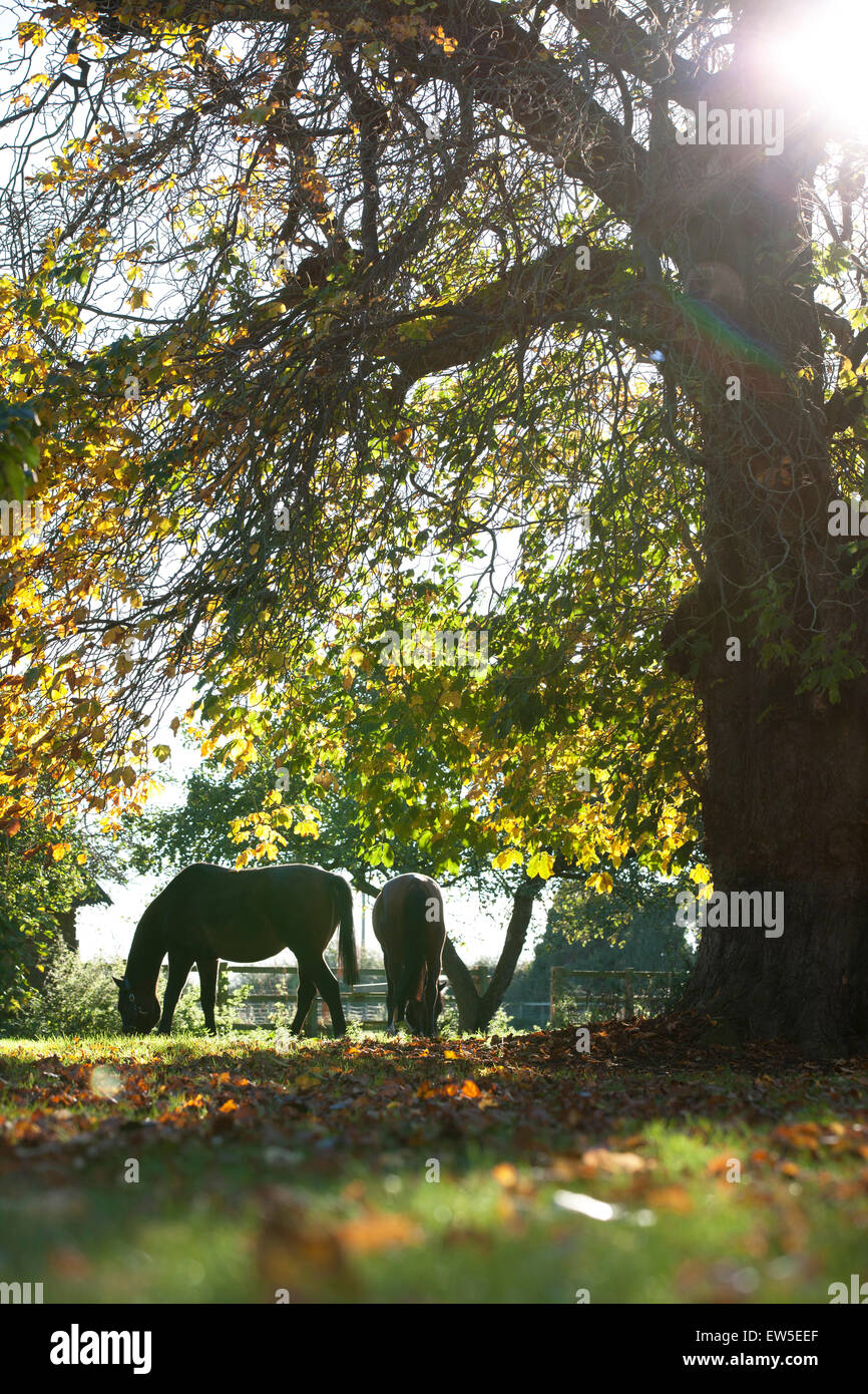 Chevaux sous un arbre Banque de photographies et d’images à haute ...