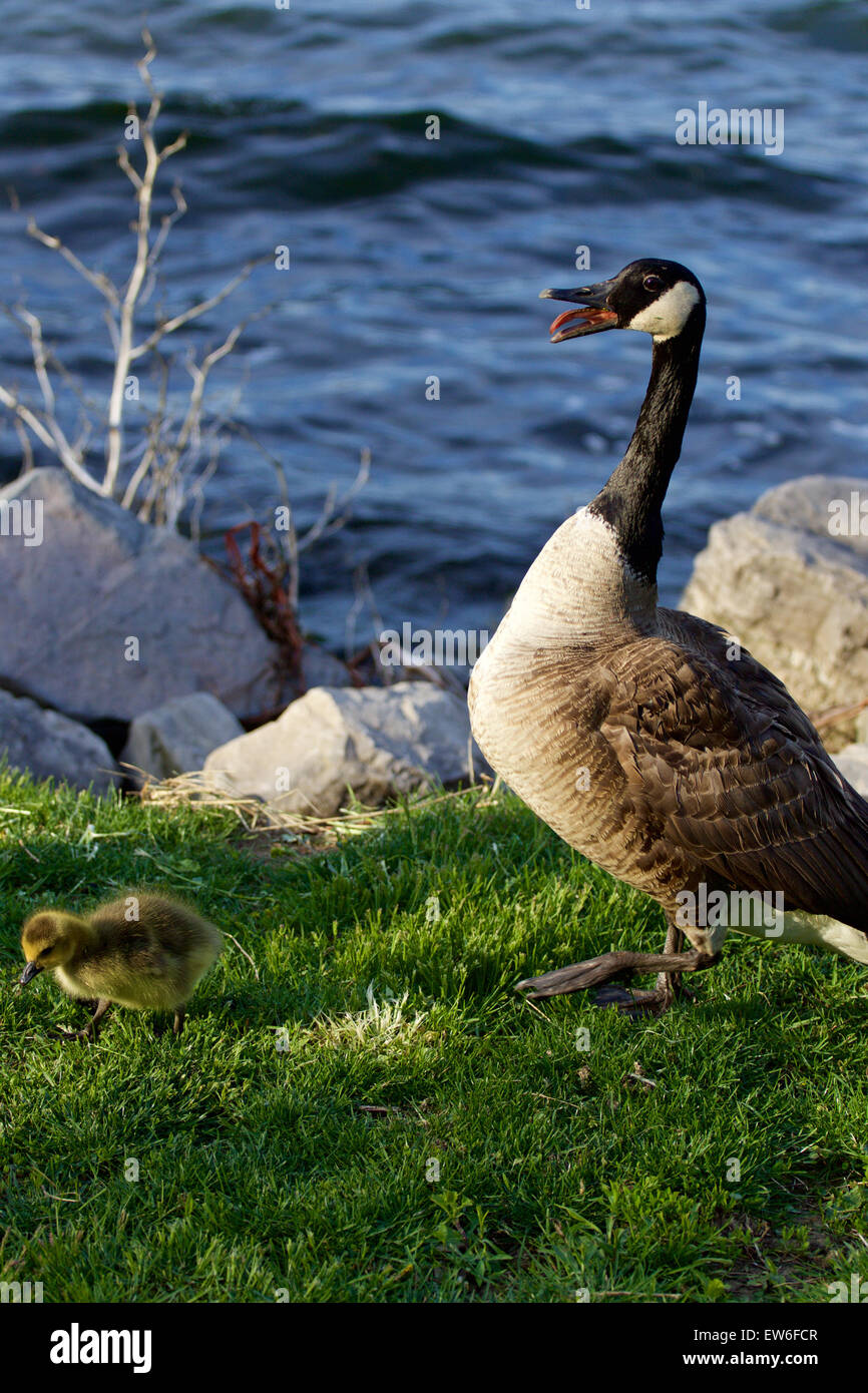 Effrayer les enfants Banque de photographies et d’images à haute ...