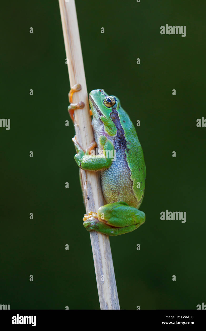 Grenouilles des roseaux Banque de photographies et d’images à haute ...
