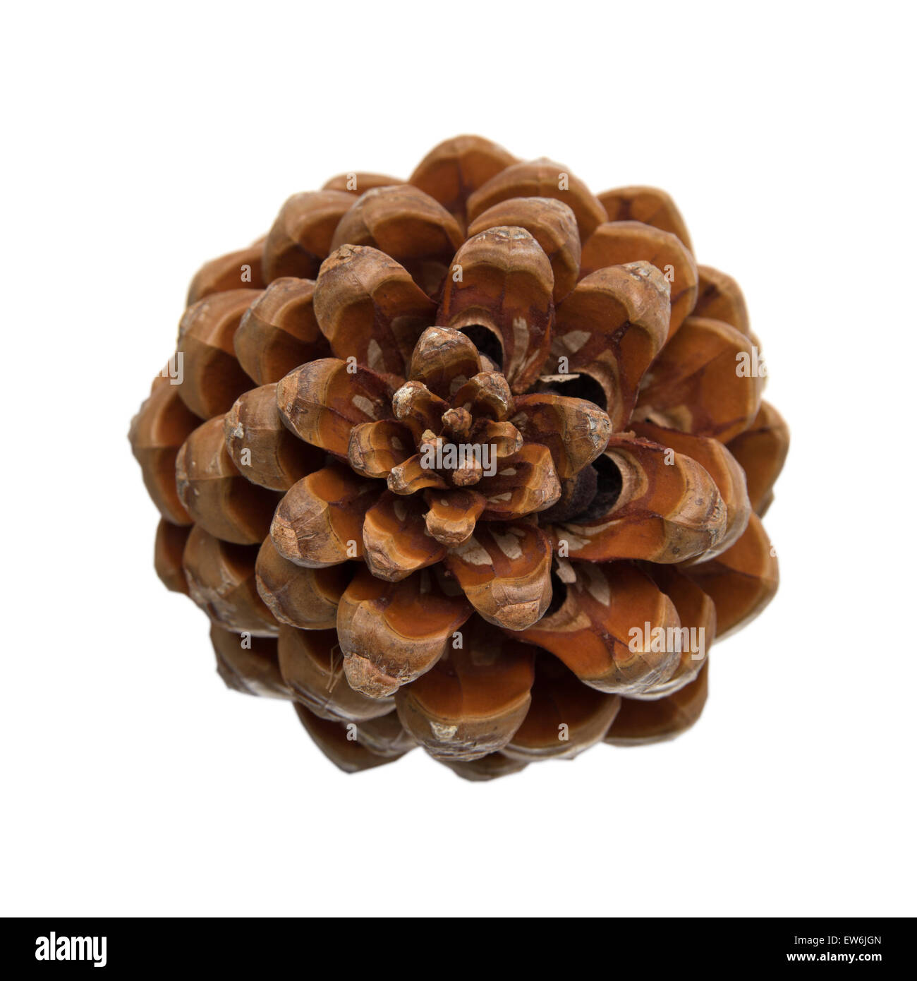 Pinus pinea pin parasol Banque d'images détourées - Alamy