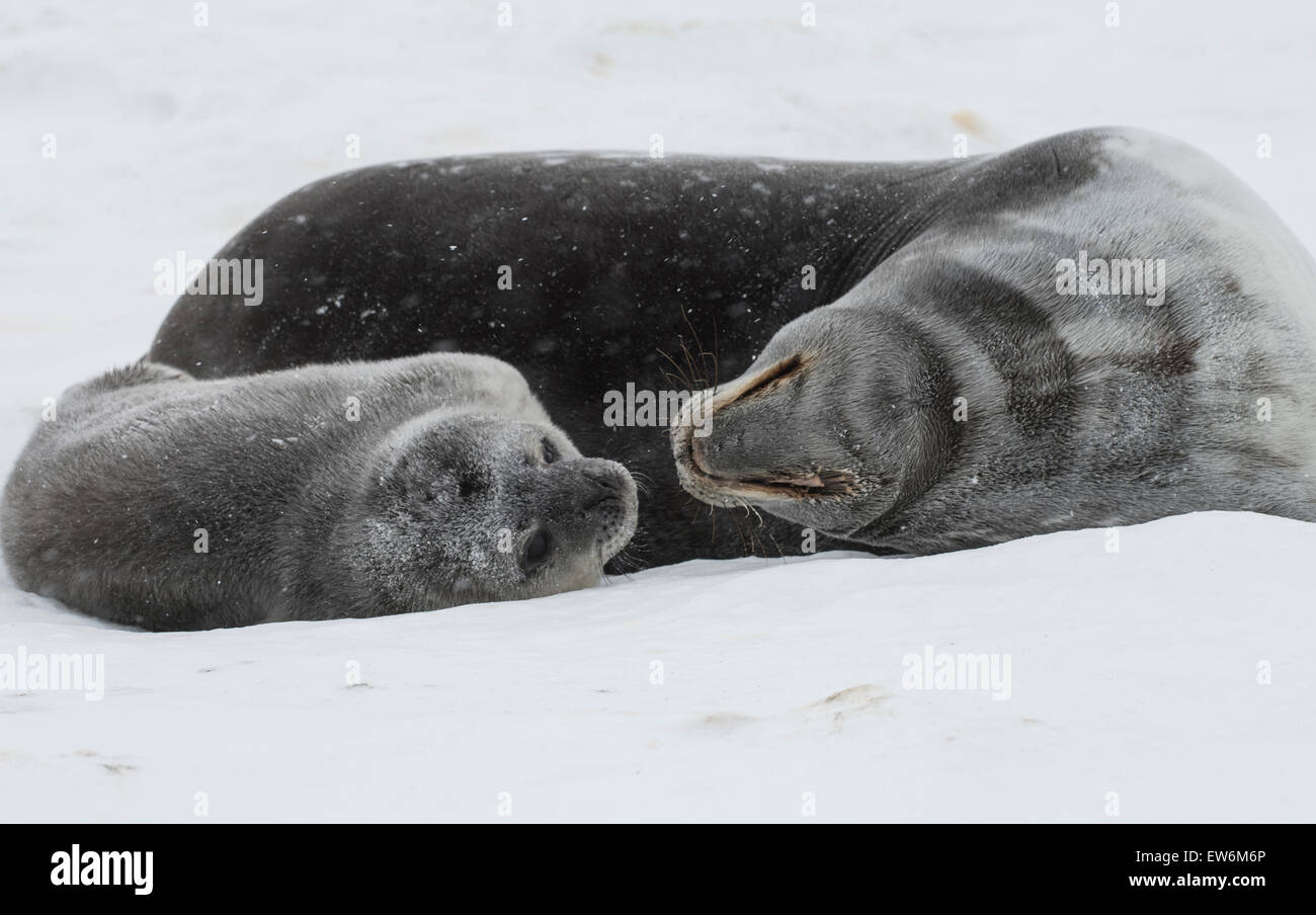 Mother ross Banque de photographies et d’images à haute résolution - Alamy