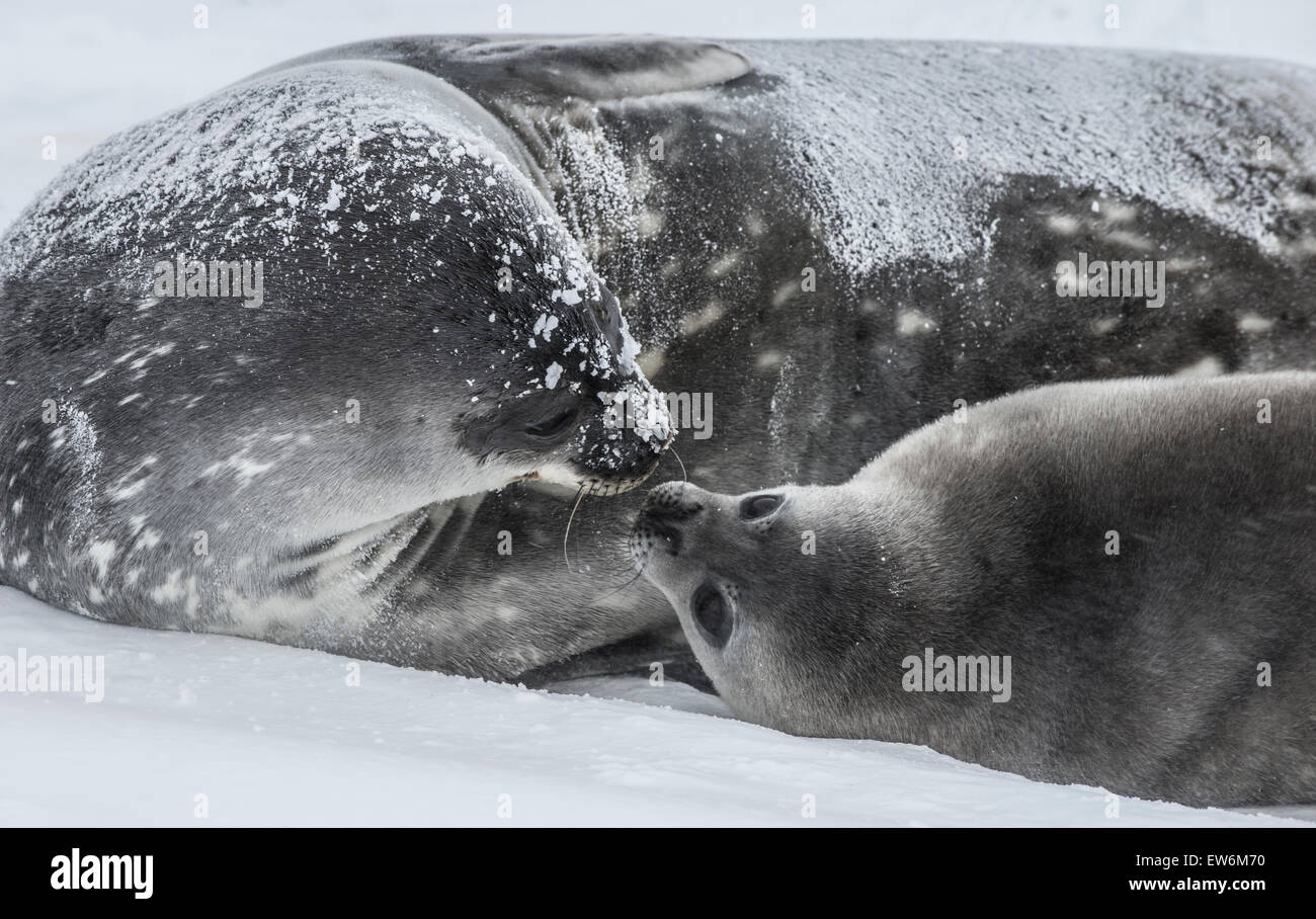 Mother ross Banque de photographies et d’images à haute résolution - Alamy