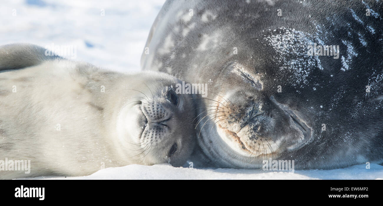 Phoque mère Banque de photographies et d’images à haute résolution - Alamy