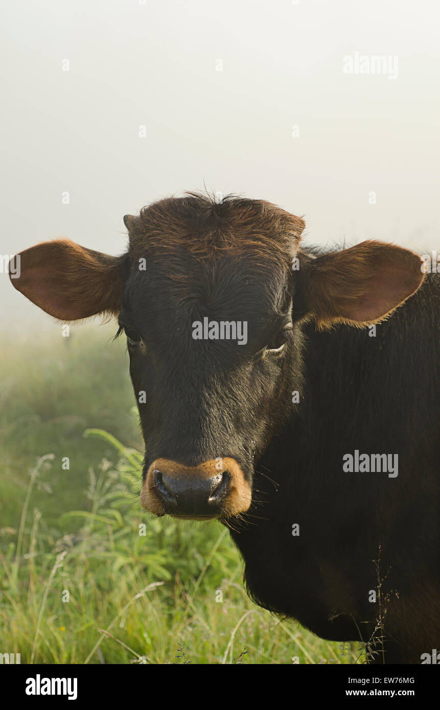Portrait de vache Banque de photographies et d’images à haute ...
