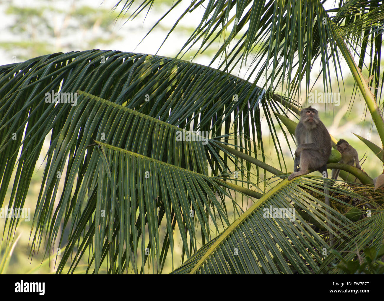 Assis sur une feuille de palmier Banque de photographies et d’images à ...