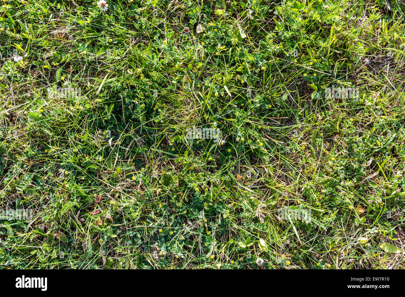 Texture d'herbe Banque de photographies et d’images à haute résolution ...