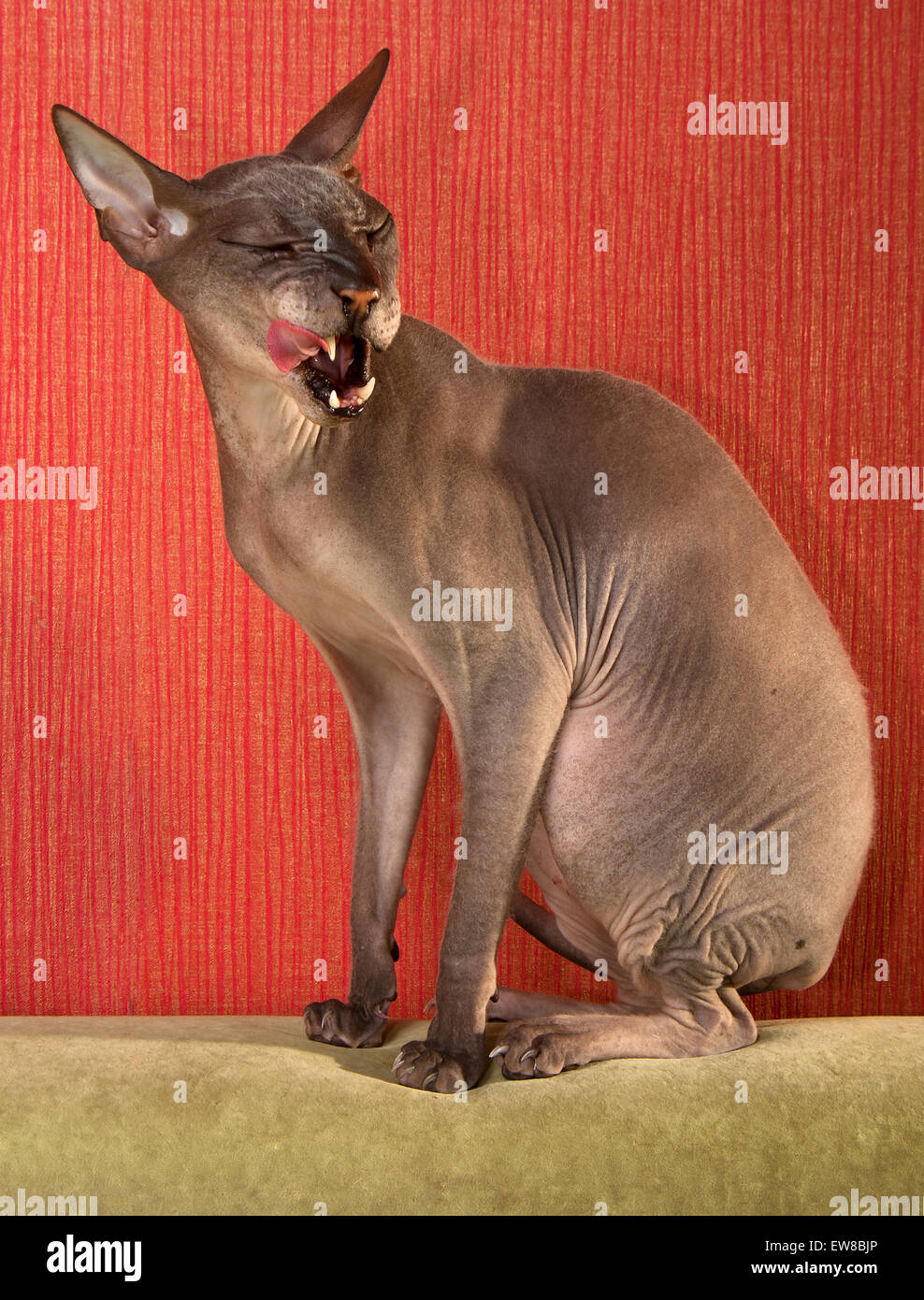 Chats chauves Banque de photographies et d’images à haute résolution ...