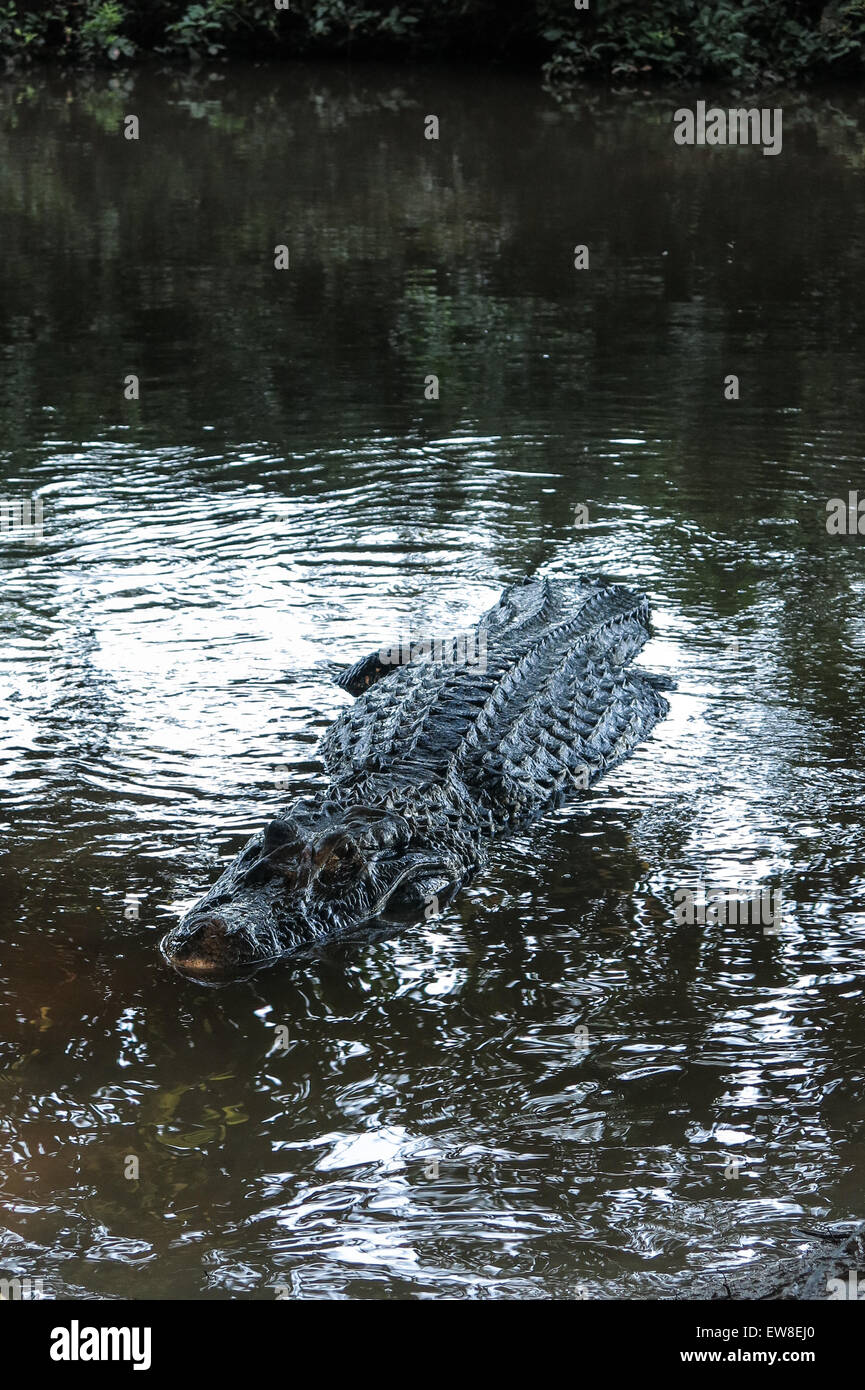 Amazon rainforest caiman Banque de photographies et d’images à haute ...