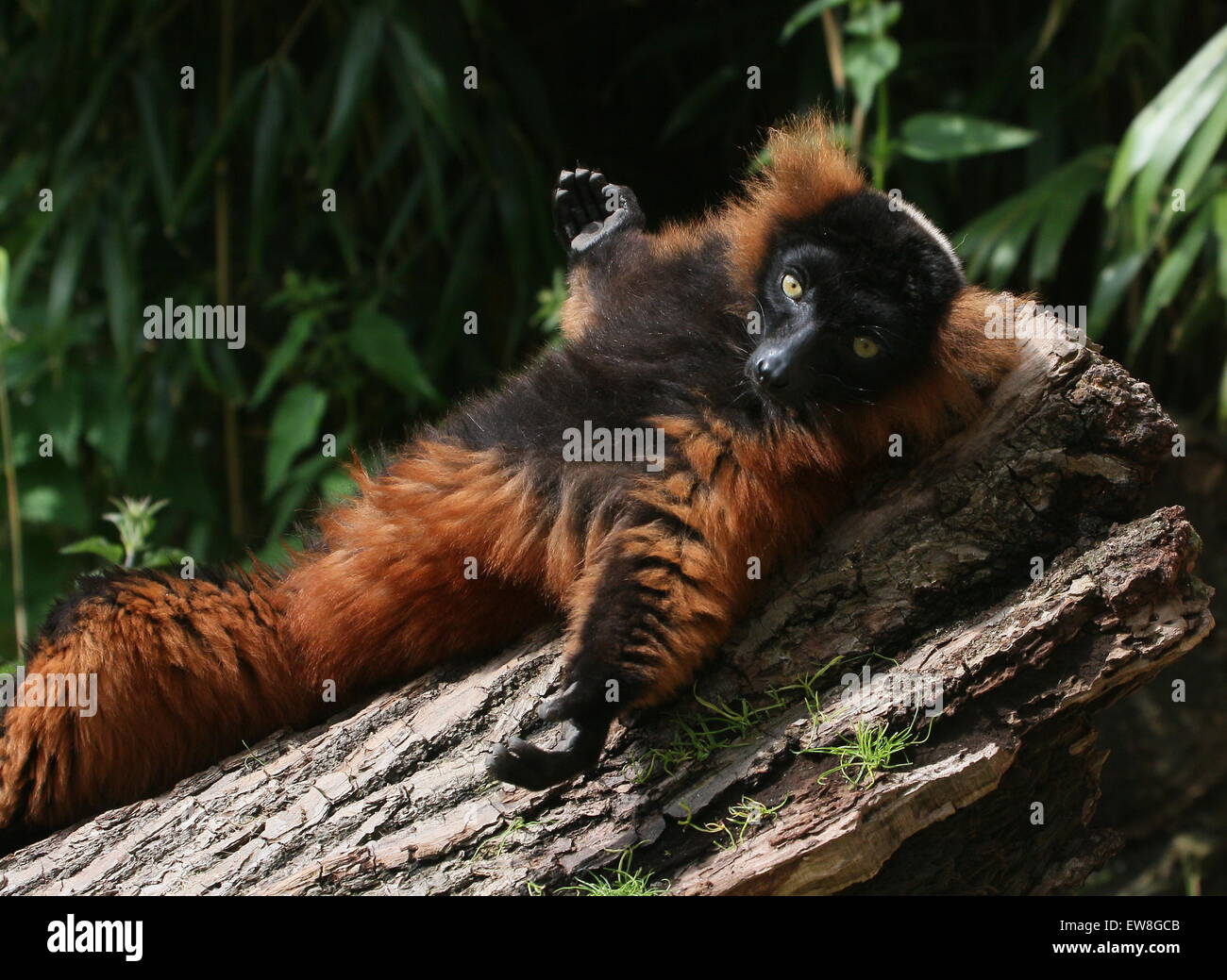 Le soleil rouge-Lémurien malgache gélinotte (Le Varecia variegata rubra ...