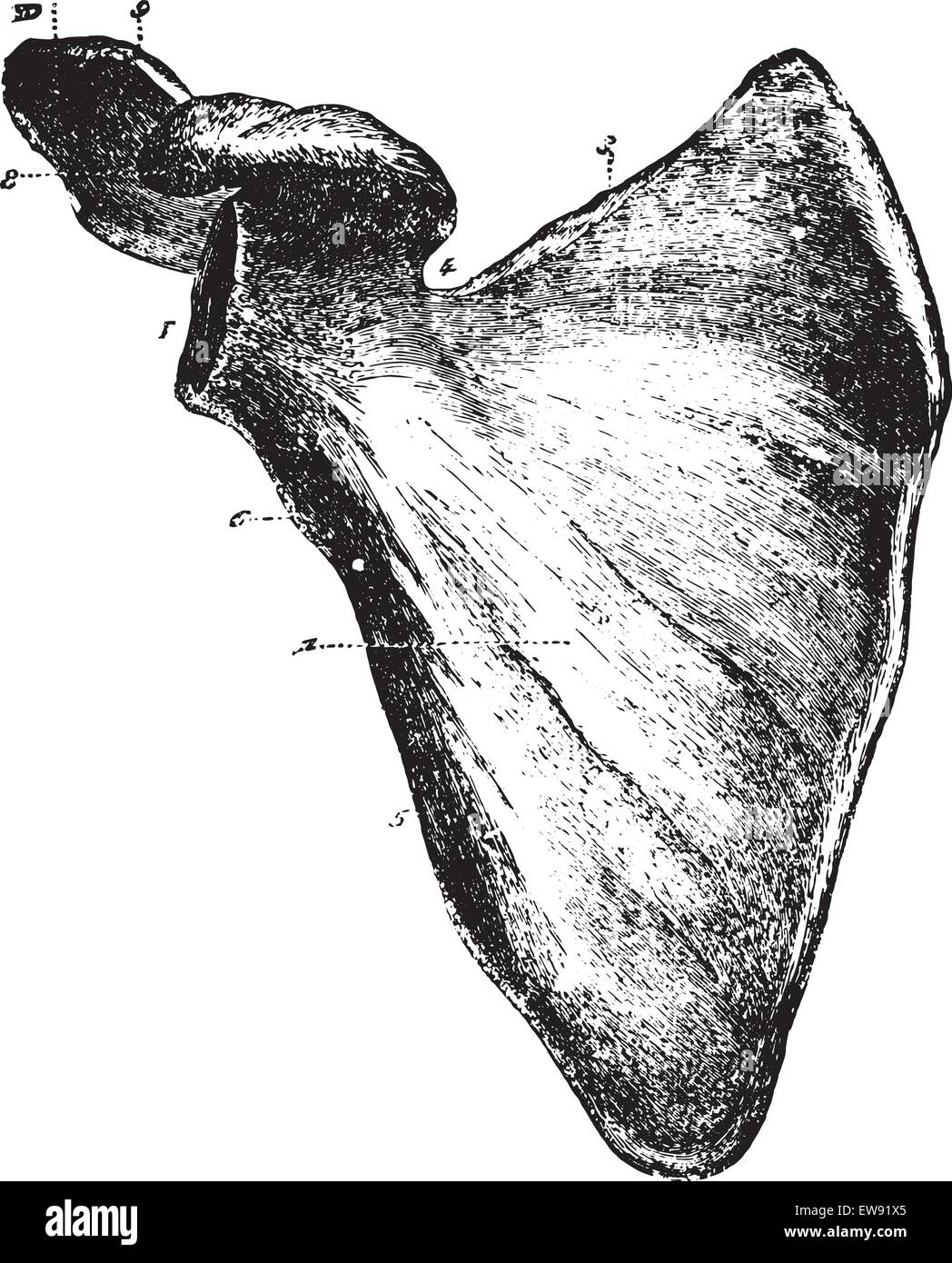 Acromion of the scapula Banque d'images vectorielles - Alamy