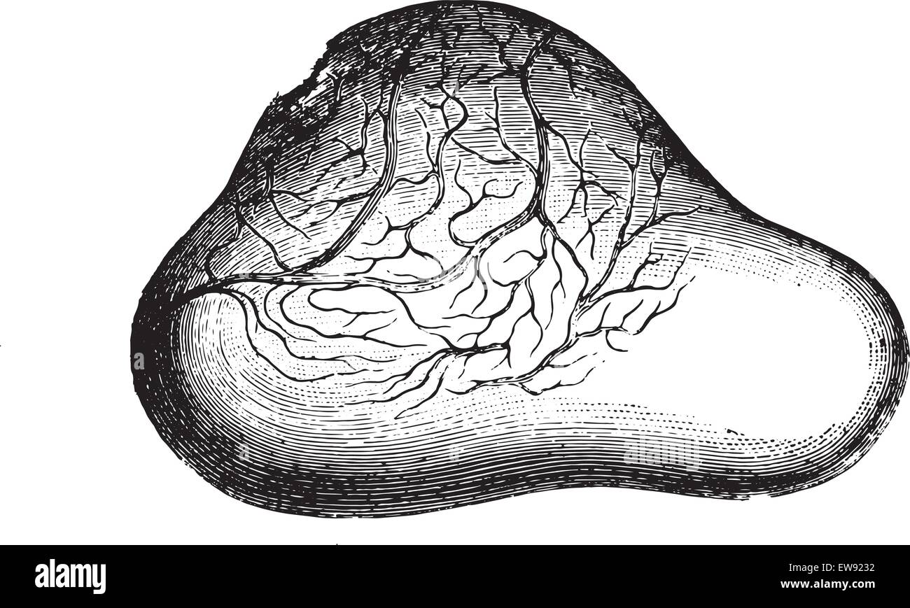 Cellule de la vessie Banque d'images vectorielles - Alamy