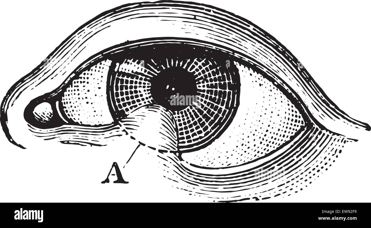Oeil anatomie gravure Banque de photographies et d’images à haute résolution - Alamy