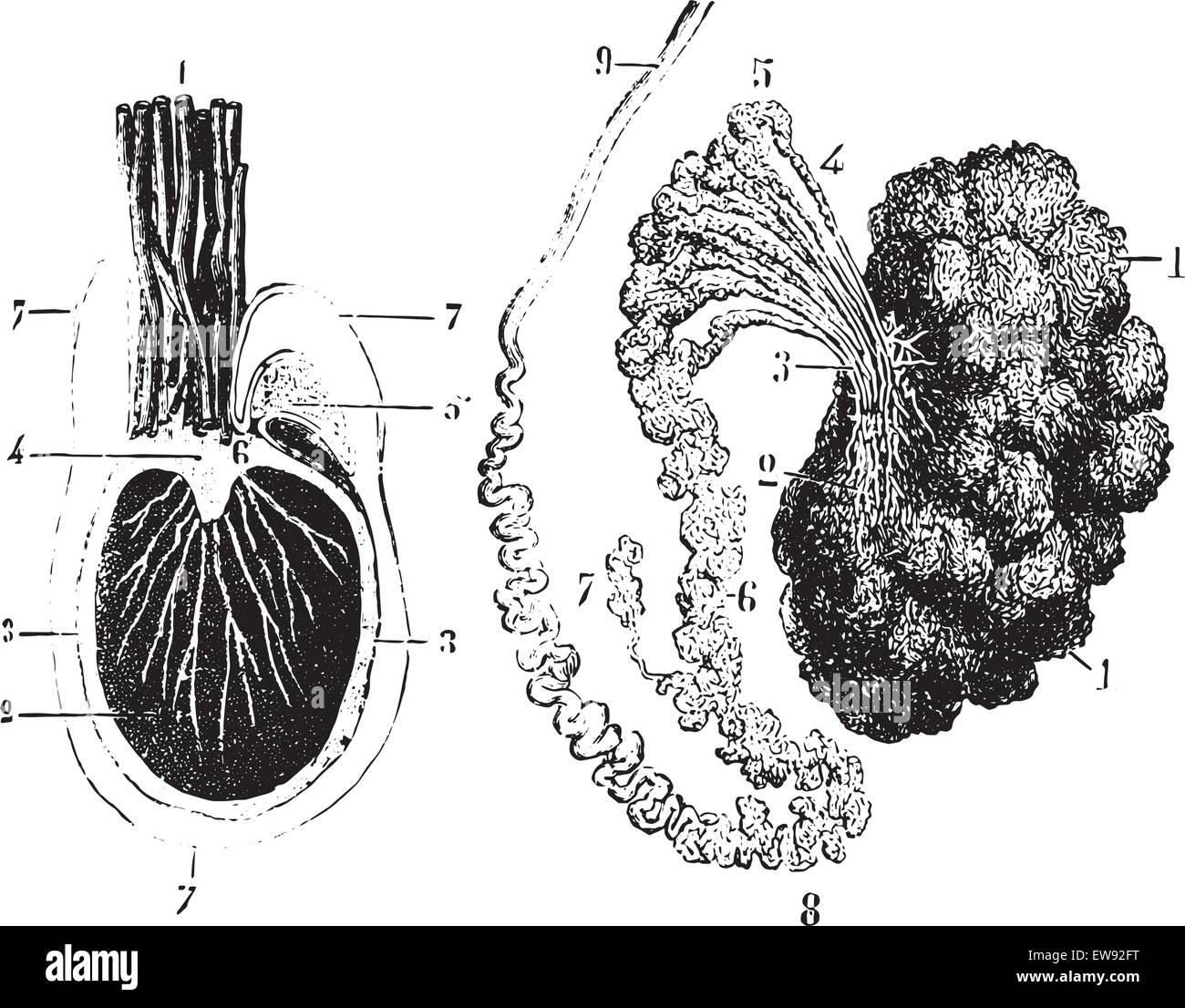 Testis With The Epididymis Photos & Testis With The Epididymis Images ...