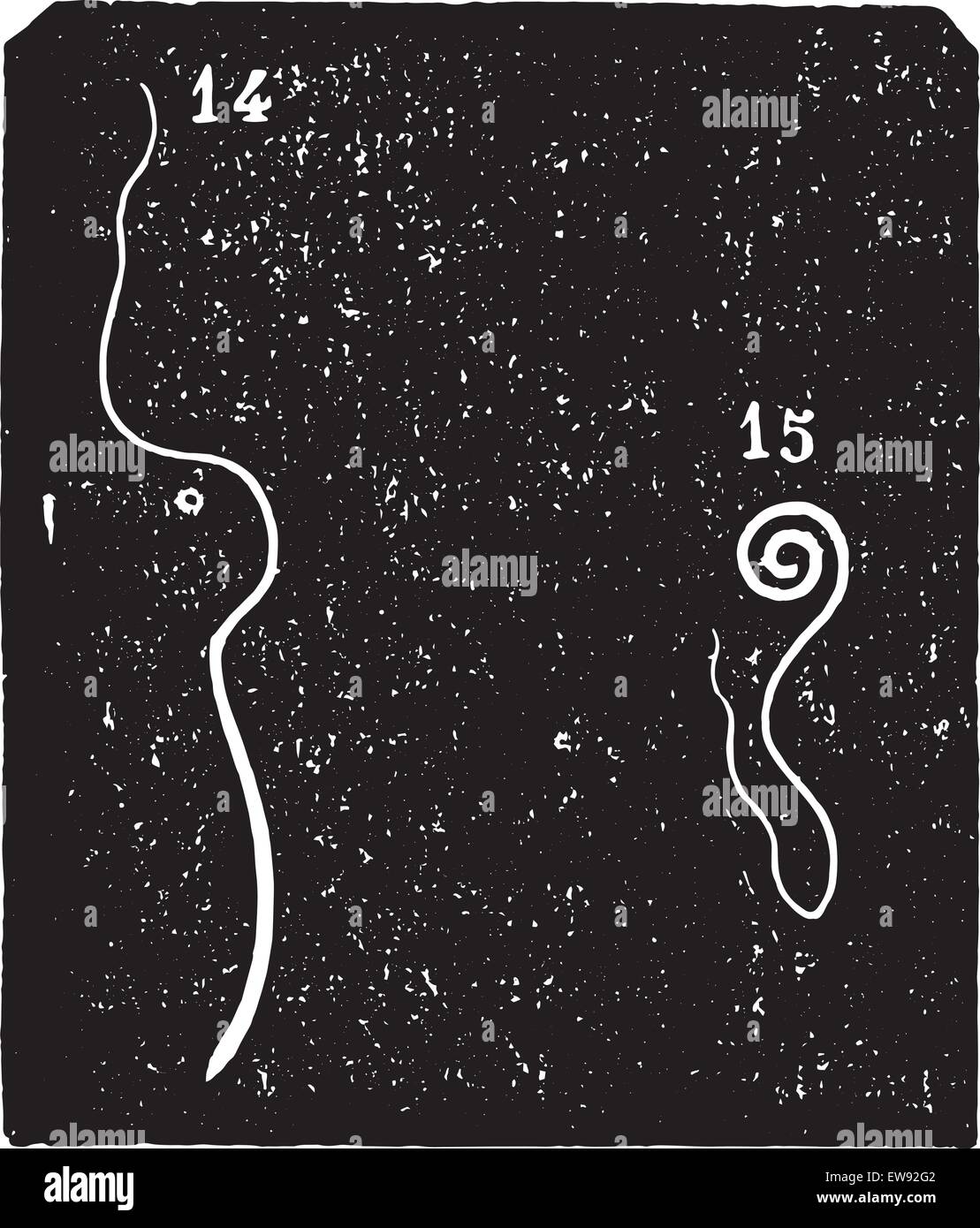 Trichuris trichiura Banque d'images vectorielles - Alamy