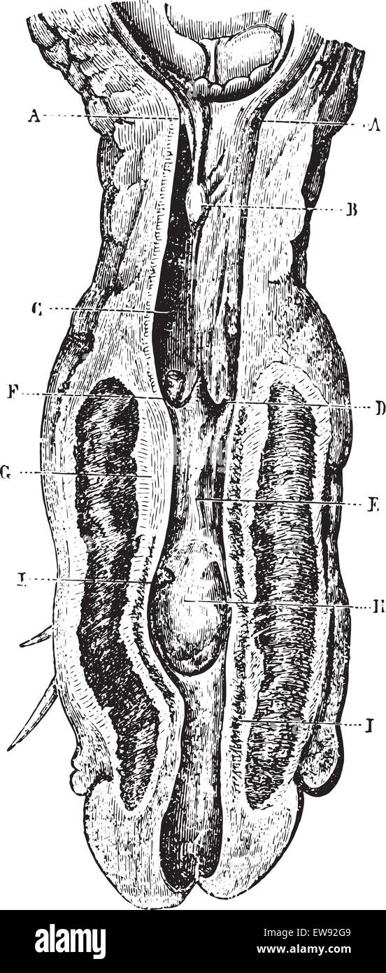 Seminal colliculus Banque d'images vectorielles - Alamy
