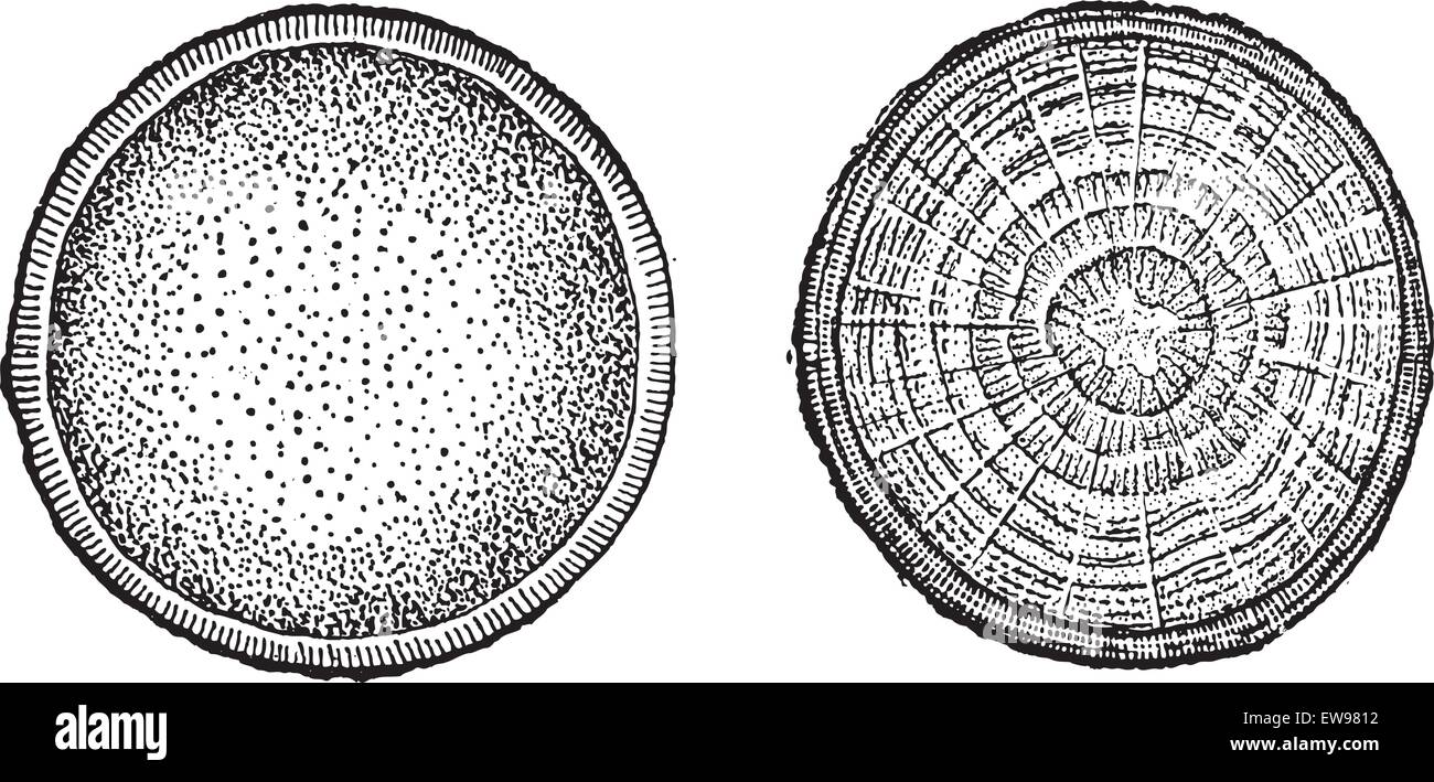 Tree cross section drawing Banque de photographies et d’images à haute ...