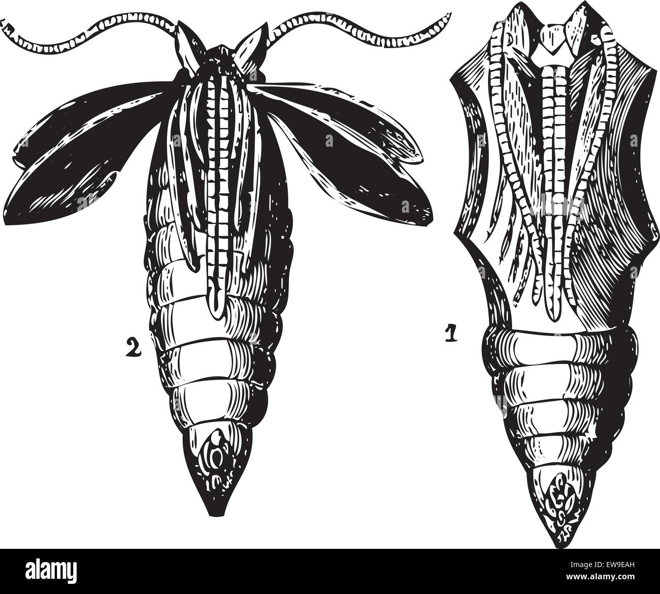 Chrysalide dessin Banque d'images vectorielles - Alamy