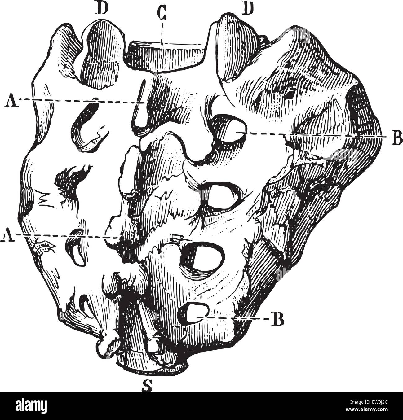 Dessin Anatomie Sacrum Banque D images Vectorielles Alamy dessin-anatomie-sacrum-banque-d-images-vectorielles-alamy