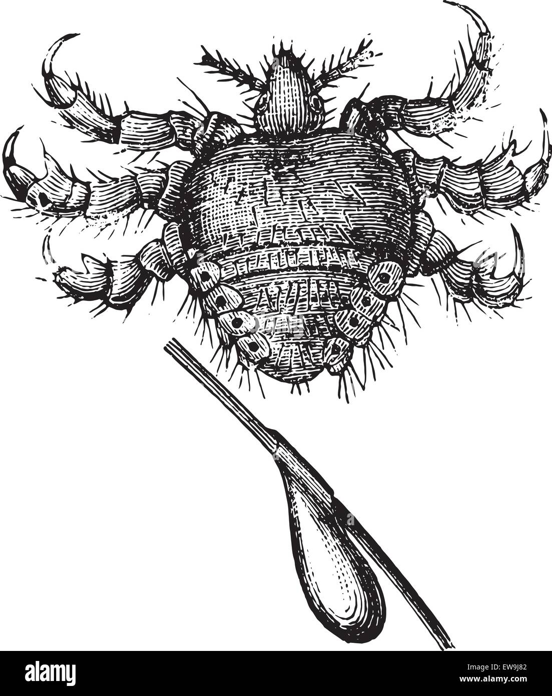 Poux du pubis ou de crabe ou pou pou pubien, vintage engraved ...