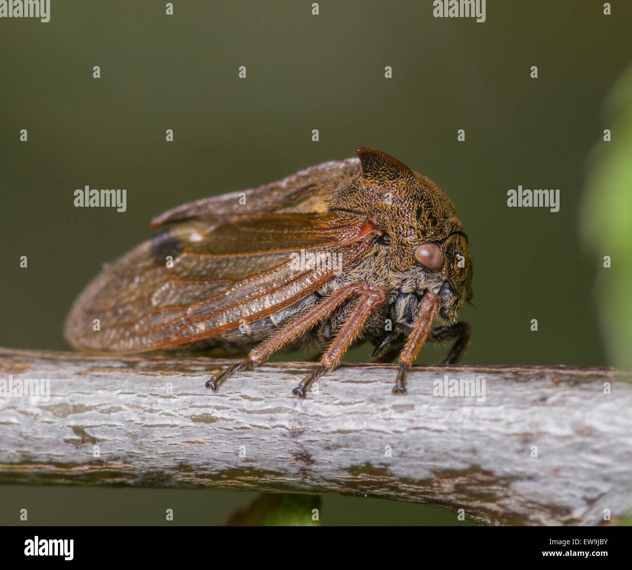Horned treehopper centrotus cornutus Banque de photographies et d ...