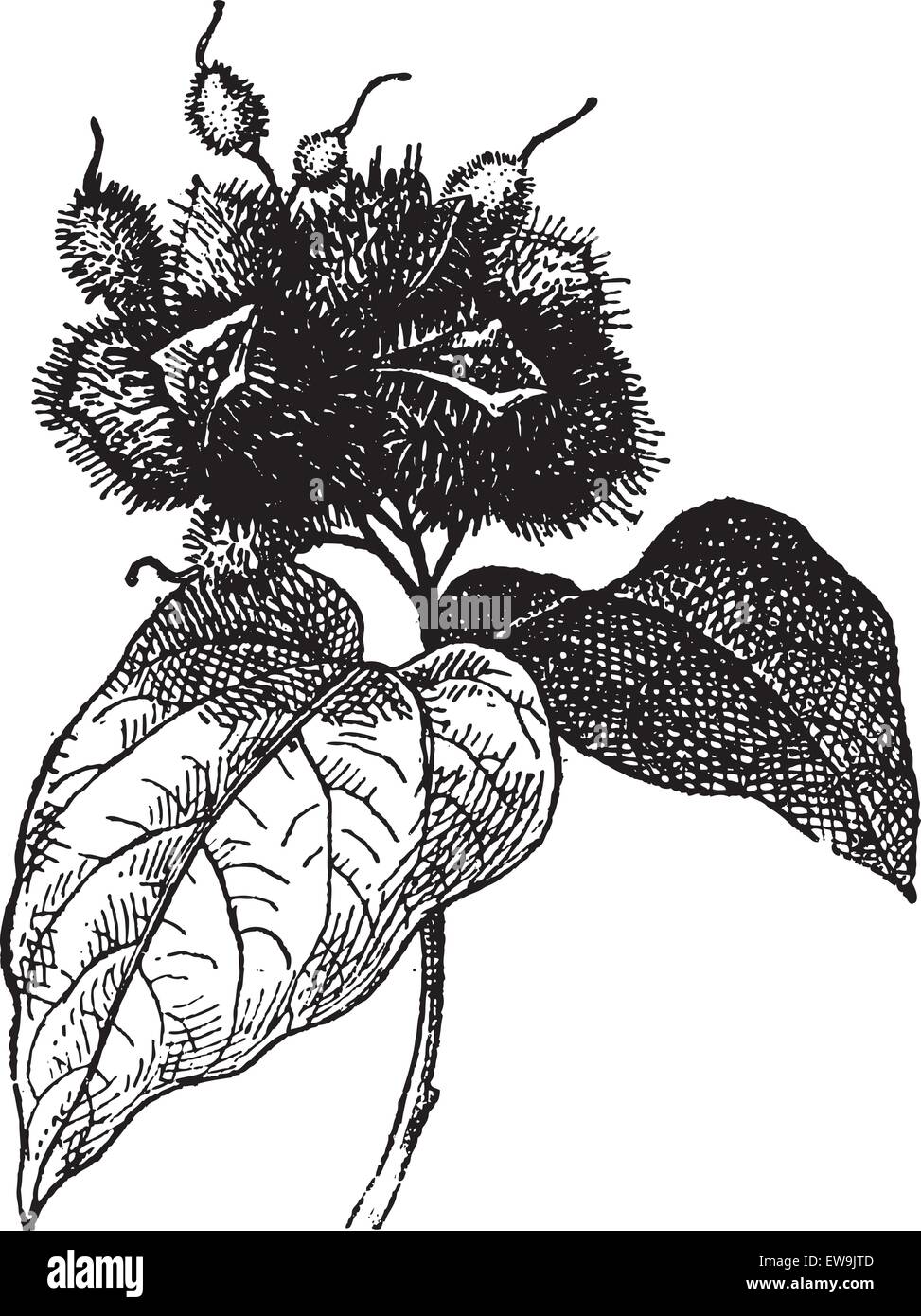 Roucou dessin Banque de photographies et d’images à haute résolution ...