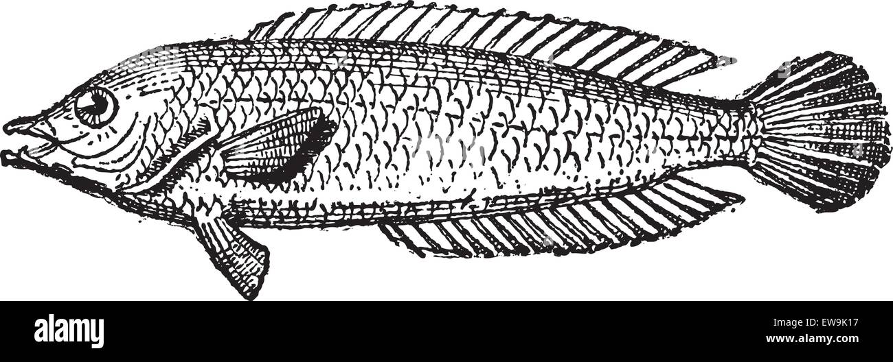 Poissons perroquets scaridae Banque d'images vectorielles - Alamy