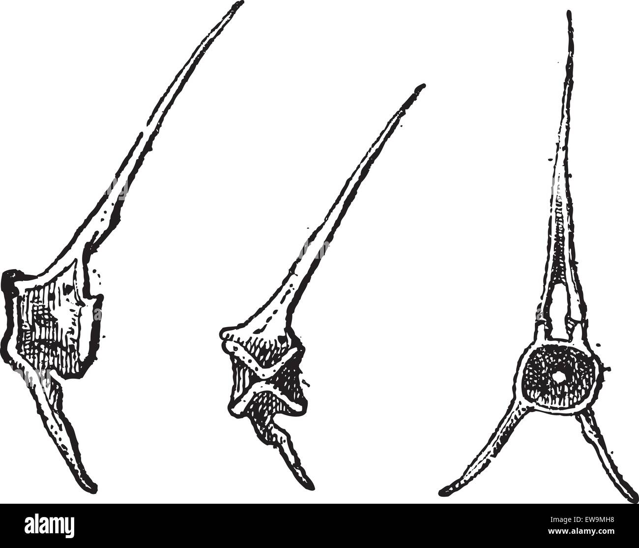 Anatomie des poissons Banque d'images vectorielles - Alamy