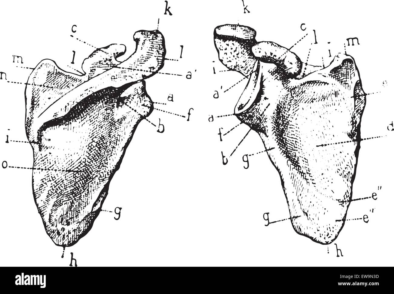Acromion of the scapula Banque d'images vectorielles - Alamy