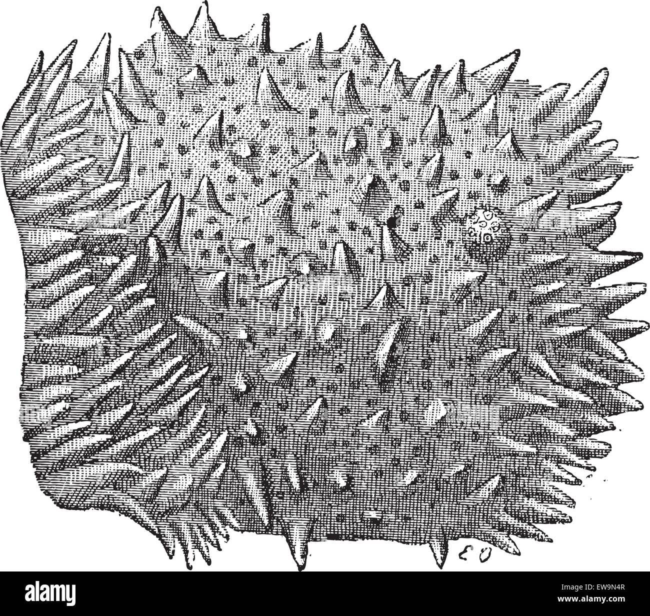 Microscope intestin grêle Banque d'images vectorielles - Alamy