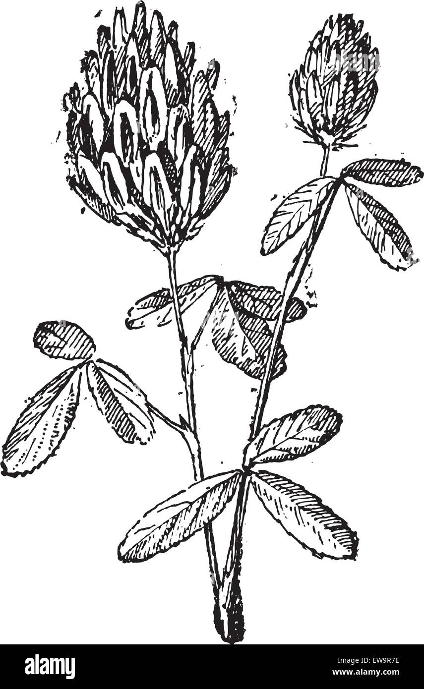 Dessin de plante de luzerne Banque de photographies et d’images à haute ...