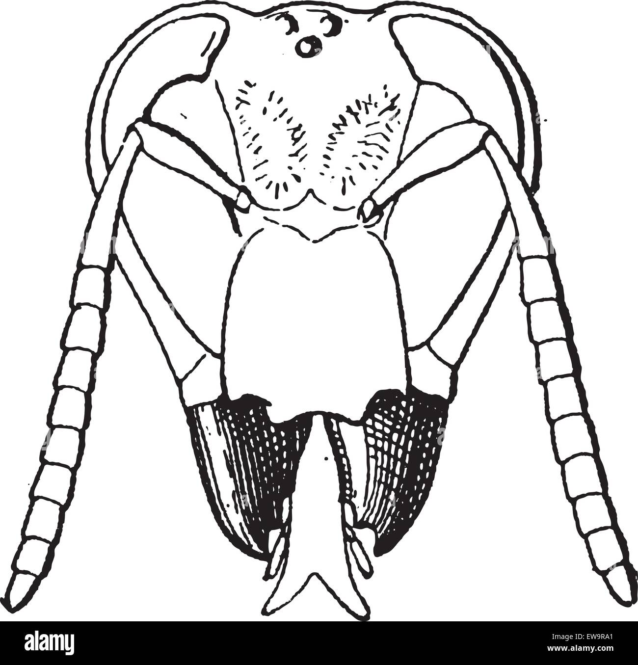 Mandibule d'insecte Banque d'images vectorielles - Alamy