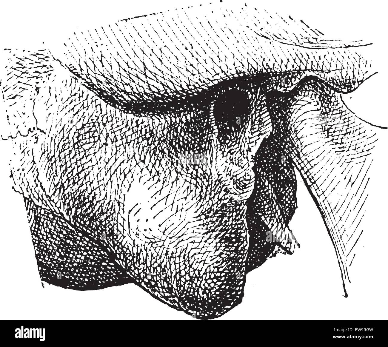 Processus Mastoidien Banque d'image et photos - Alamy