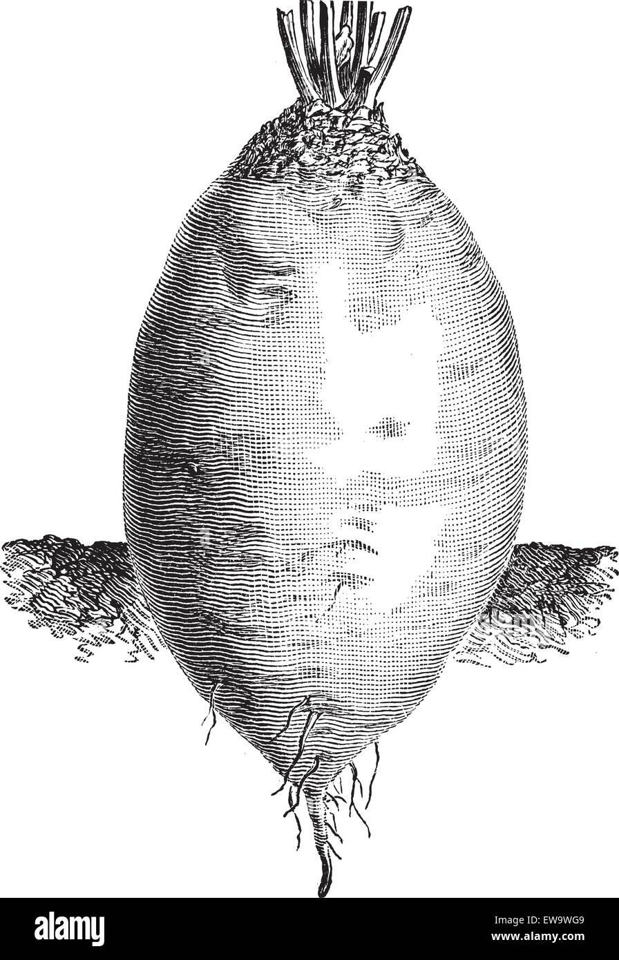 Vieille illustration gravée de la forme ovoïde de la betterave jaune ou ...